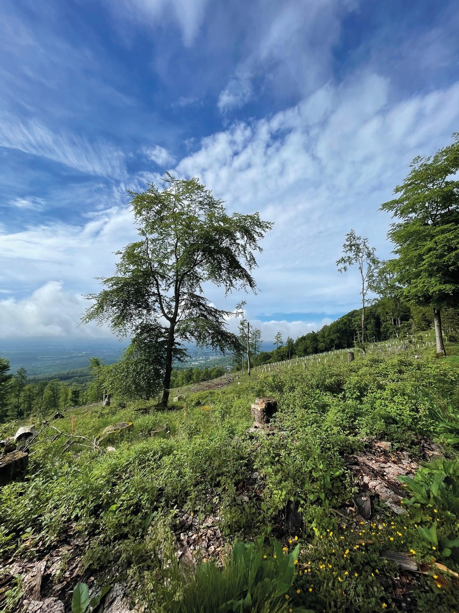 DG Nexolution spendet 5.000 Bäume für Stadtwald Kronberg | Presseportal